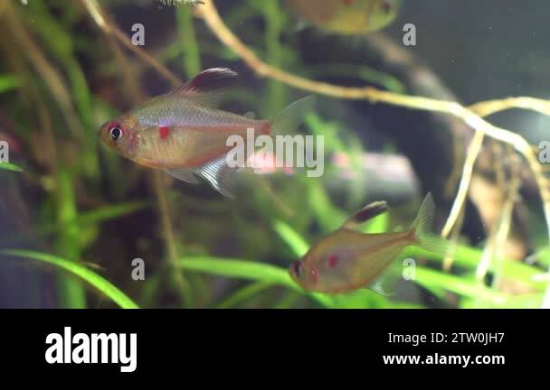 bleeding heart tetra, Hyphessobrycon socolofi, wild freshwater fish ...
