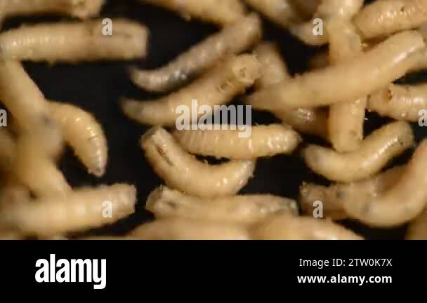 The larva Stock Videos & Footage - HD and 4K Video Clips - Alamy