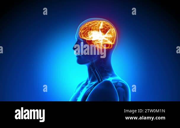 Male anatomy - Human Brain scan Stock Video Footage - Alamy