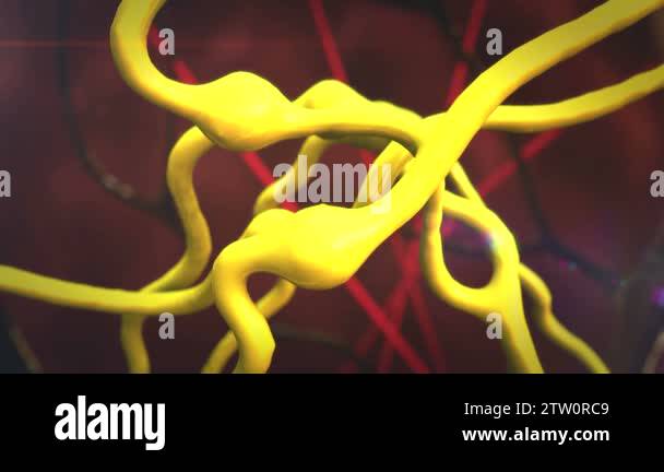 Neurons and neural system, Active nerve cell in human neural system ...