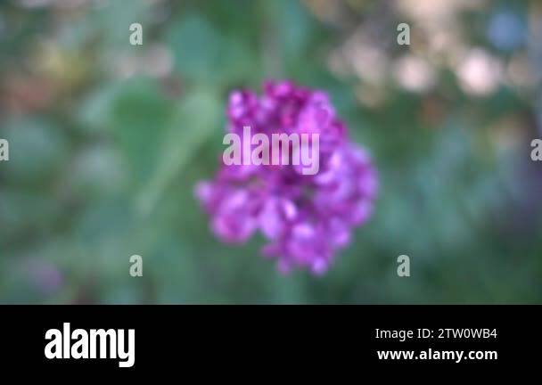 Syringa (lilac) is genus of 12 currently recognized species of ...