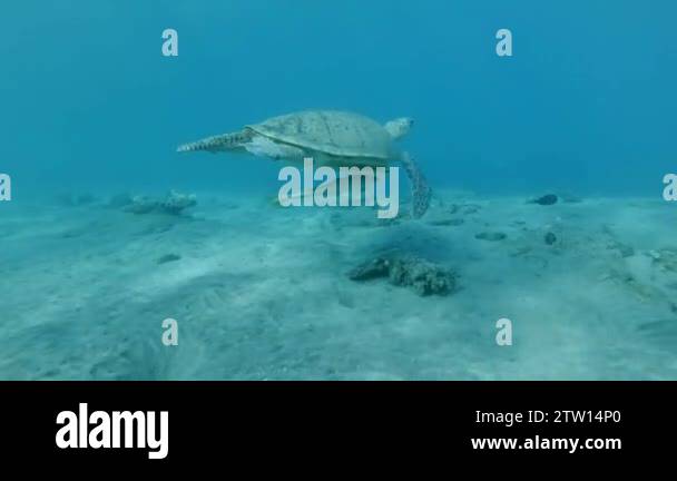 Great Sea turtle with Remorafish slowly swim in the blue water over ...
