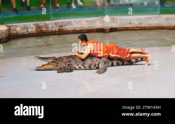 Crocodile show. Animal trainer and crocodiles in the arena. Thailand ...