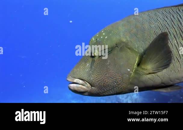 Giant wrasse napoleon fish on dark blue background in Red sea of Egypt ...