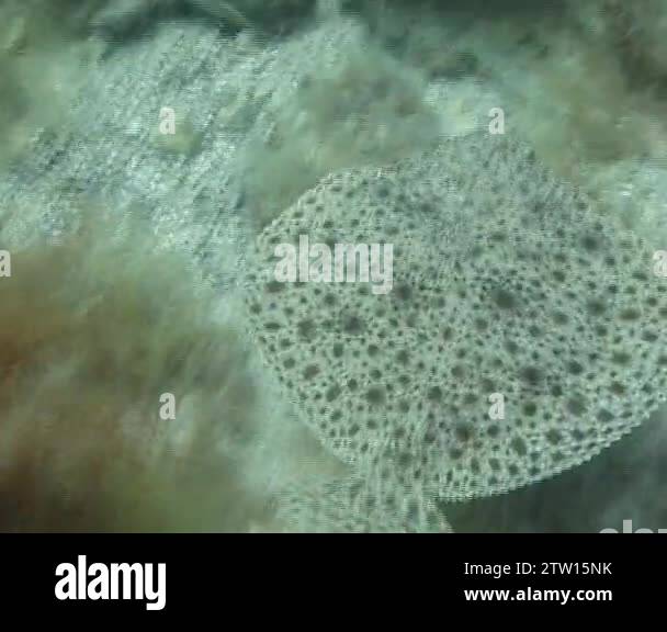 Fish swimming over sea fish. Black Sea turbot (Psetta maeotica ...