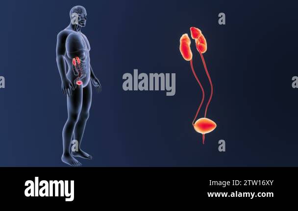 skeleton posterior view of human urinary system, out of body on blue ...