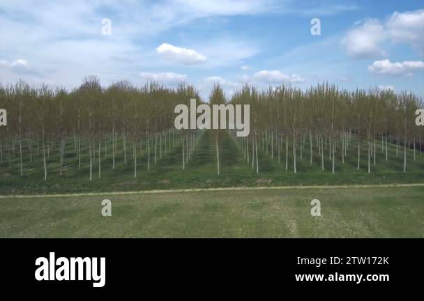 Poplar tree plantation Stock Videos & Footage - HD and 4K Video Clips ...