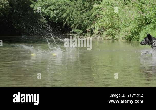 SLOW MOTION: Two frisky young dogs with wet black coats jumping in deep ...