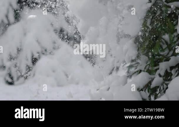 Person touching tree branch Stock Videos & Footage - HD and 4K Video ...