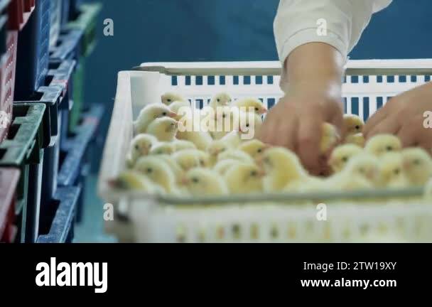 Selection and sorting hatching broiler newborn chicks from incubator to ...