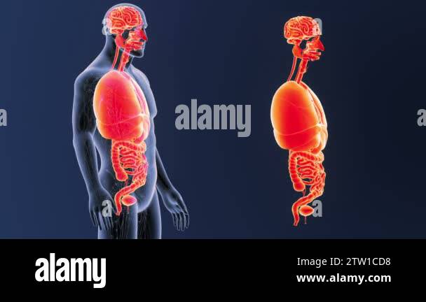 skeleton posterior view of human organs, out of body on blue background ...