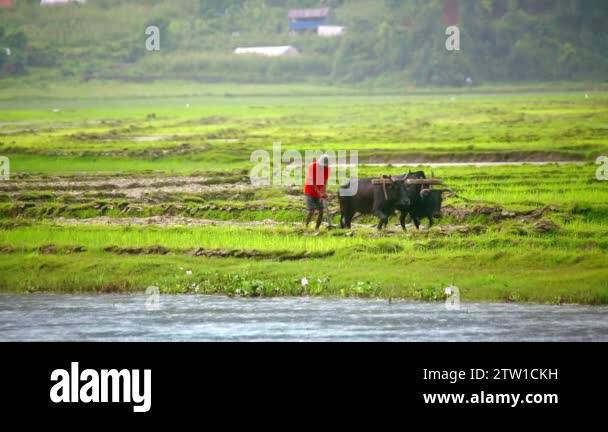 Man ploughing rice paddy Stock Videos & Footage - HD and 4K Video Clips - Alamy