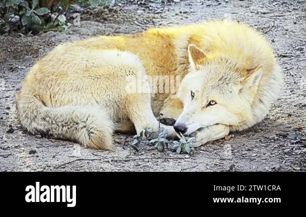 Gray wolf (Canis lupus), also known as timber wolf or western wolf, is ...