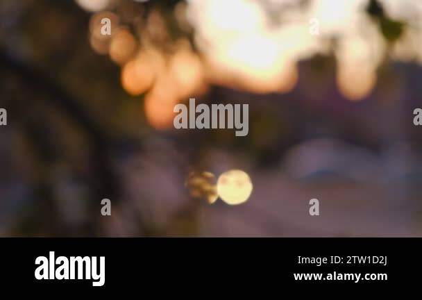 Pan right shoot from trunk closeup to blurry sunset sky with branches ...