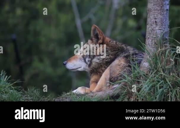 Wolf laying Stock Videos & Footage - HD and 4K Video Clips - Alamy