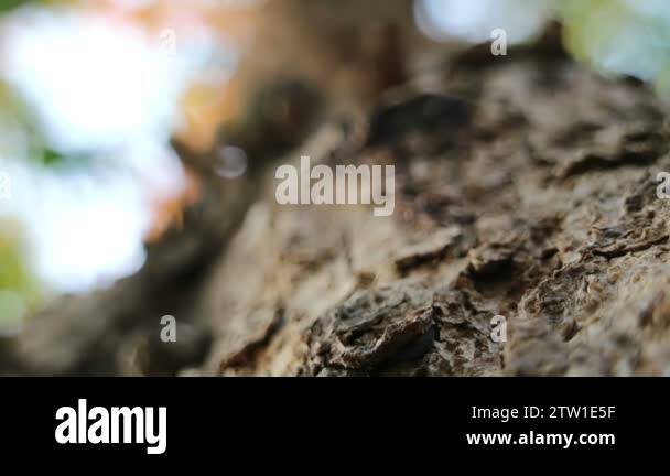 Extreme close-up of Pterocarpus macrocarpus, also known as Burma padauk ...