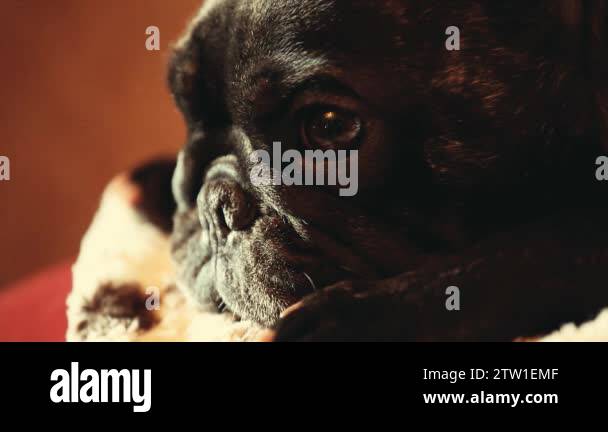 French bulldog pure breed Stock Videos & Footage - HD and 4K Video ...
