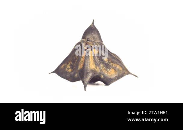 Chestnut spiky pod Stock Videos & Footage - HD and 4K Video Clips - Alamy