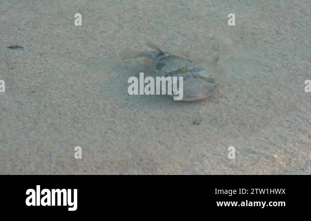 Amami Oshima, Japan - Boxfish swimming on the edge of the surf at ...