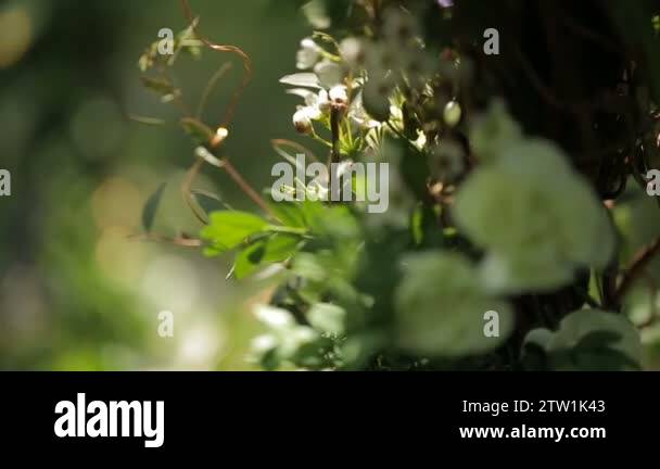 Green bush in sun Stock Videos & Footage - HD and 4K Video Clips - Alamy