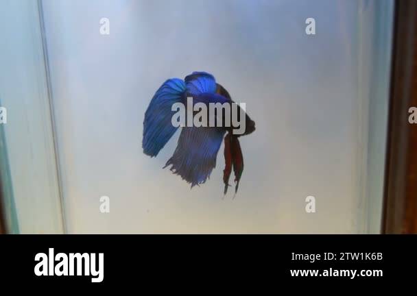 Beautiful blue cock fish with an impressively long tail and fin floats in a mini aquarium Stock ...