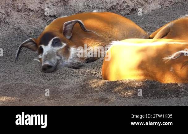 Red river hog (Potamochoerus porcus), also known as the bush pig, is a ...