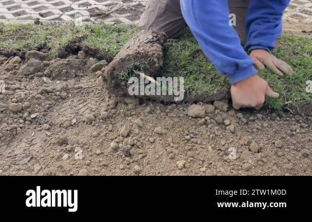 Unrolling grass, applying turf rolls for a new lawnMan is unrolling ...