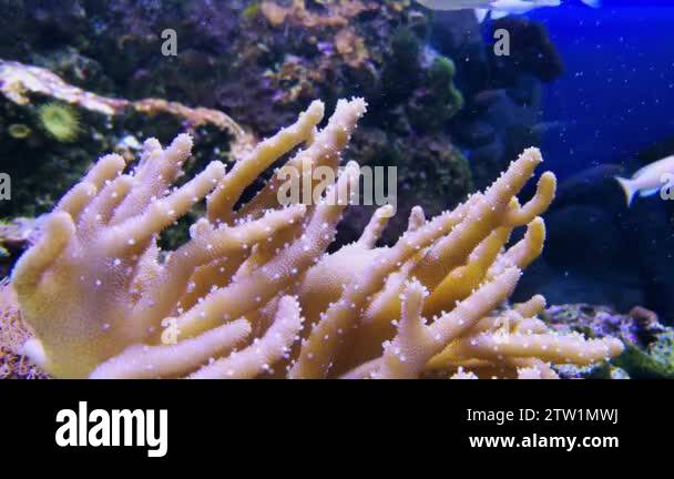 Lobophytum sp. or mushroom finger leather coral and chromis viridis in ...