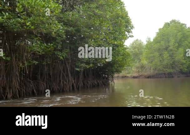 Mangrove forest at the river estuary the conserve sea nature ...