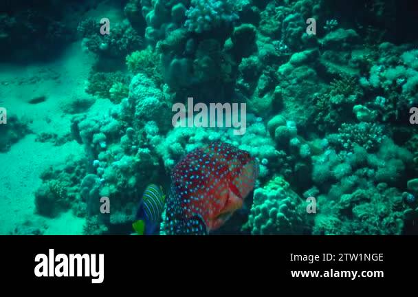 Fish of the Red Sea. Red Sea coral grouper (Plectropomus pessuliferus ...