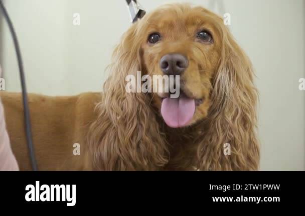 Portrait cute cocker spaniel Stock Videos & Footage - HD and 4K Video ...