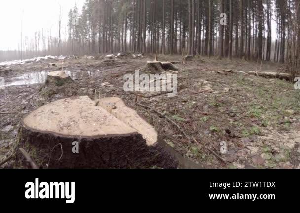 Mass deforestation. Ecological disaster. Stumps from large trees. Chaos ...