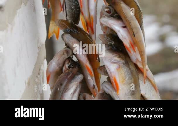 Caught fish hanging on fishing Stock Videos & Footage - HD and 4K Video ...