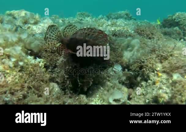 poisonous fish Zebra Lionfish (Dendrochirus zebra) hides among algae in ...