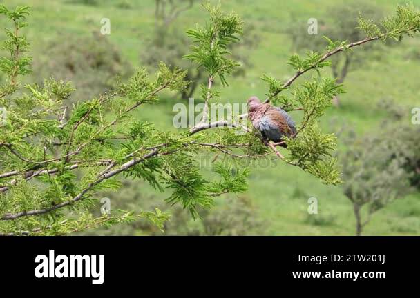 African mourning dove streptopelia decipiens Stock Videos & Footage ...