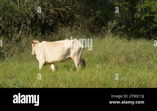 Cow alert Stock Videos & Footage - HD and 4K Video Clips - Alamy