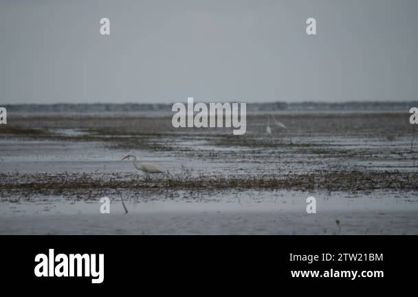 Manila tropical Stock Videos & Footage - HD and 4K Video Clips - Alamy
