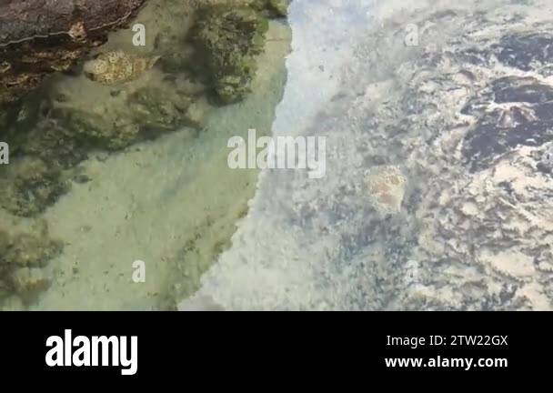 Amami Oshima, Japan - Boxfish swimming on the edge of the surf at ...