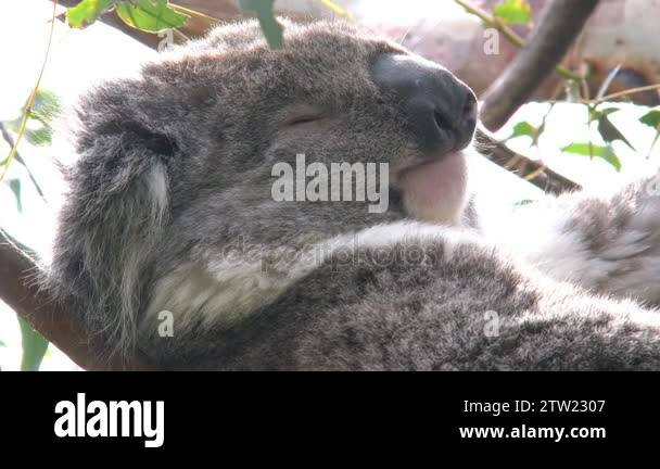 Koalas face Stock Videos & Footage - HD and 4K Video Clips - Alamy