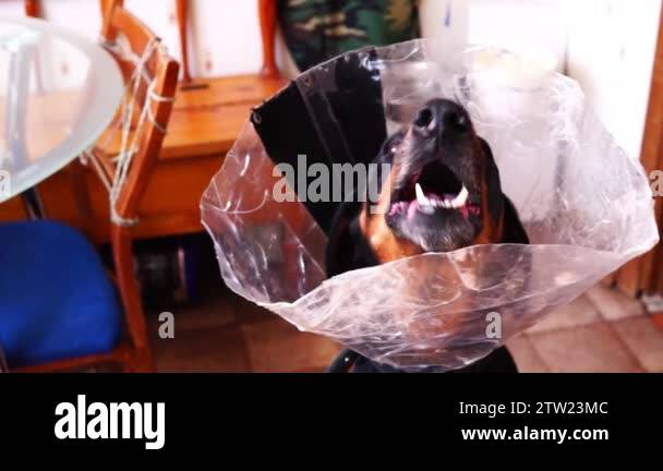 Cone teeth Stock Videos & Footage - HD and 4K Video Clips - Alamy