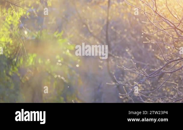 Vitex negundo, commonly known as the Chinese chaste tree, five-leaved ...