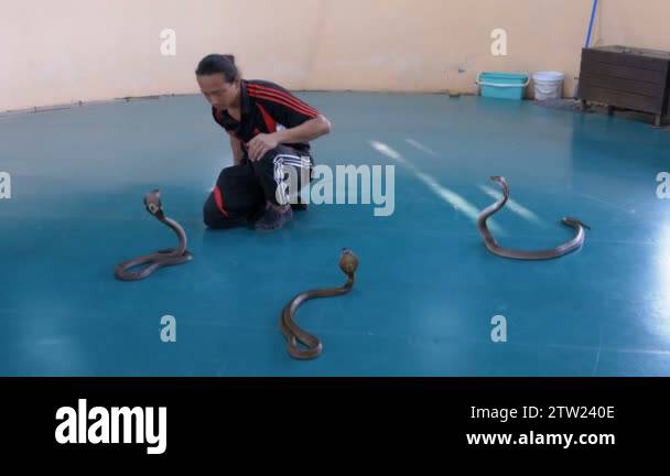 Dangerous snakes of thailand Stock Videos & Footage - HD and 4K Video ...