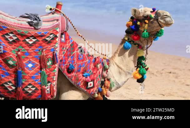 Camel sea beach Stock Videos & Footage - HD and 4K Video Clips - Alamy