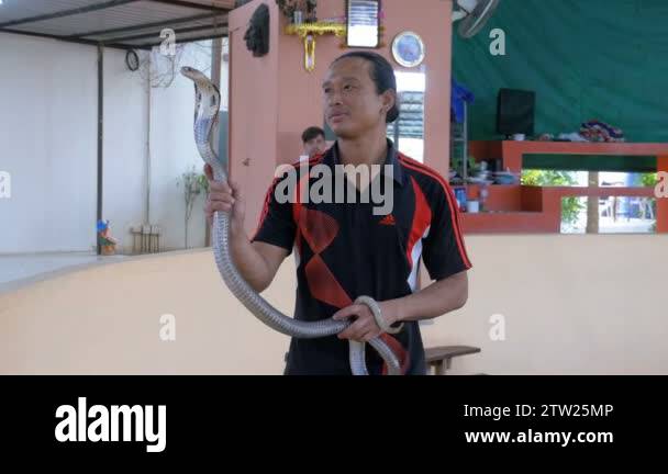 Snake Show. Snake Handler shows tricks with poisonous snakes. Thailand ...