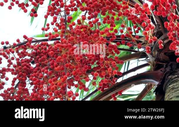Red orange palm tree seeds Stock Videos & Footage - HD and 4K Video ...