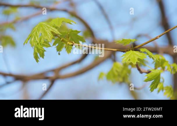 Young shoot norway maple Stock Videos & Footage - HD and 4K Video Clips ...