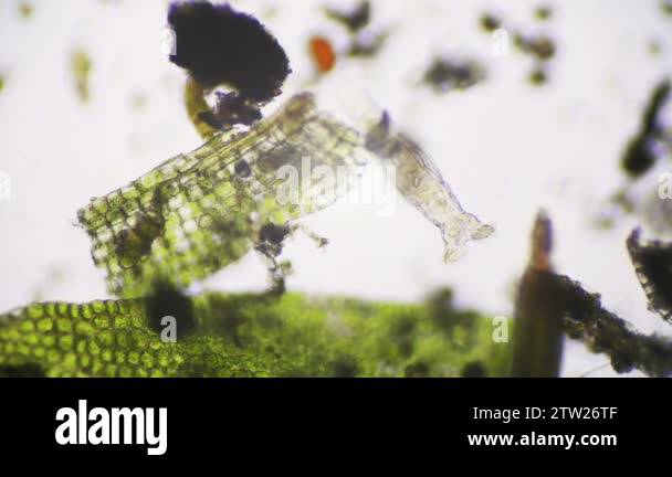 Video of a bdelloid rotifer under the microscope Stock Video Footage ...