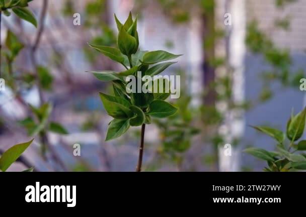 Just opened Stock Videos & Footage - HD and 4K Video Clips - Alamy