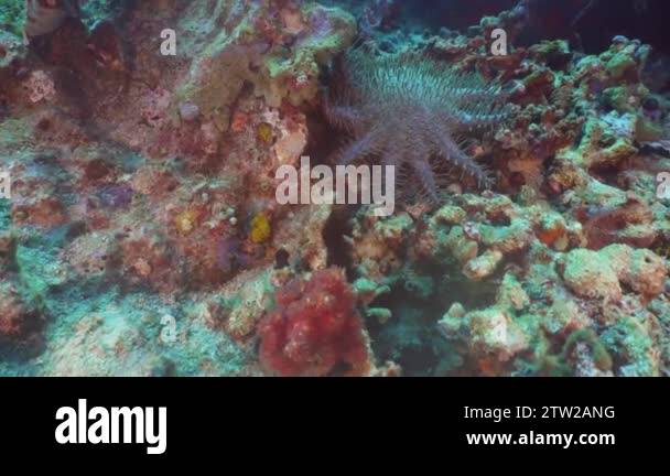 Fish thorn Stock Videos & Footage - HD and 4K Video Clips - Alamy