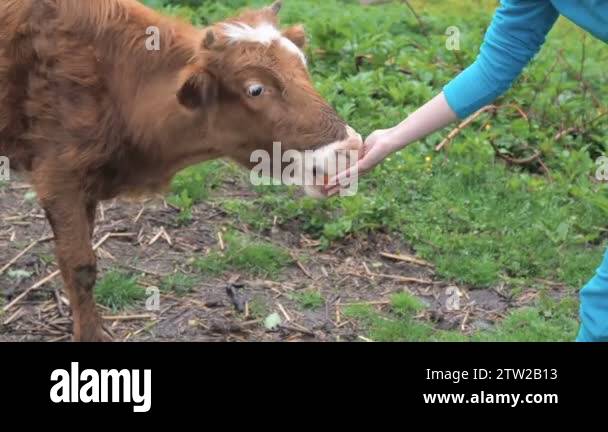 Calf with human head Stock Videos & Footage - HD and 4K Video Clips - Alamy